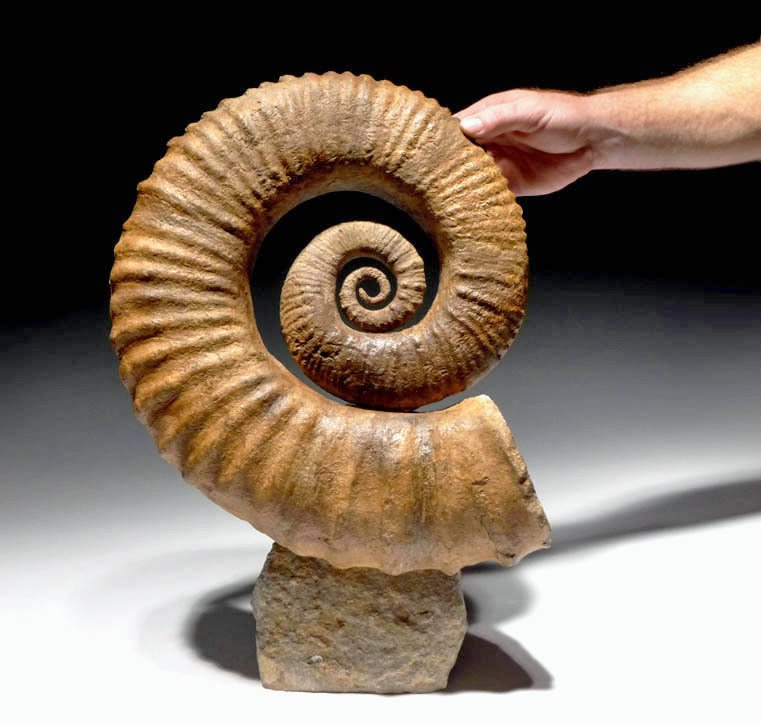 Large Open Coil Heteromorph Ammonite - Mar 08, 2016 | Artemis Gallery in CO