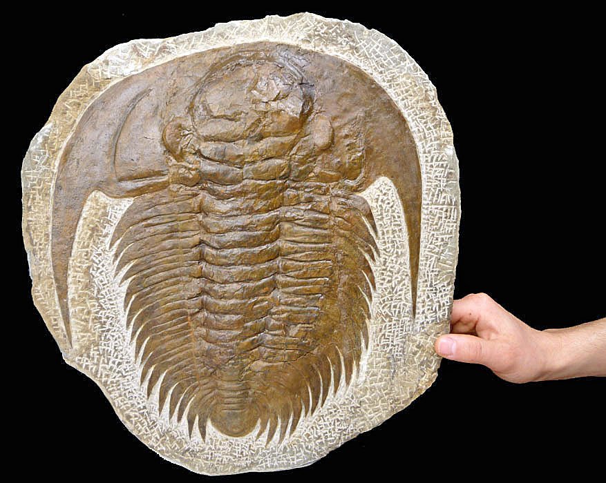 500 Million Year Old Large Paradoxides Trilobite Fossil