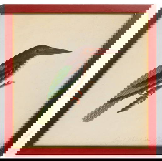 School Of Mark Catesby (british, 1683 1749) Ornithology Drawing