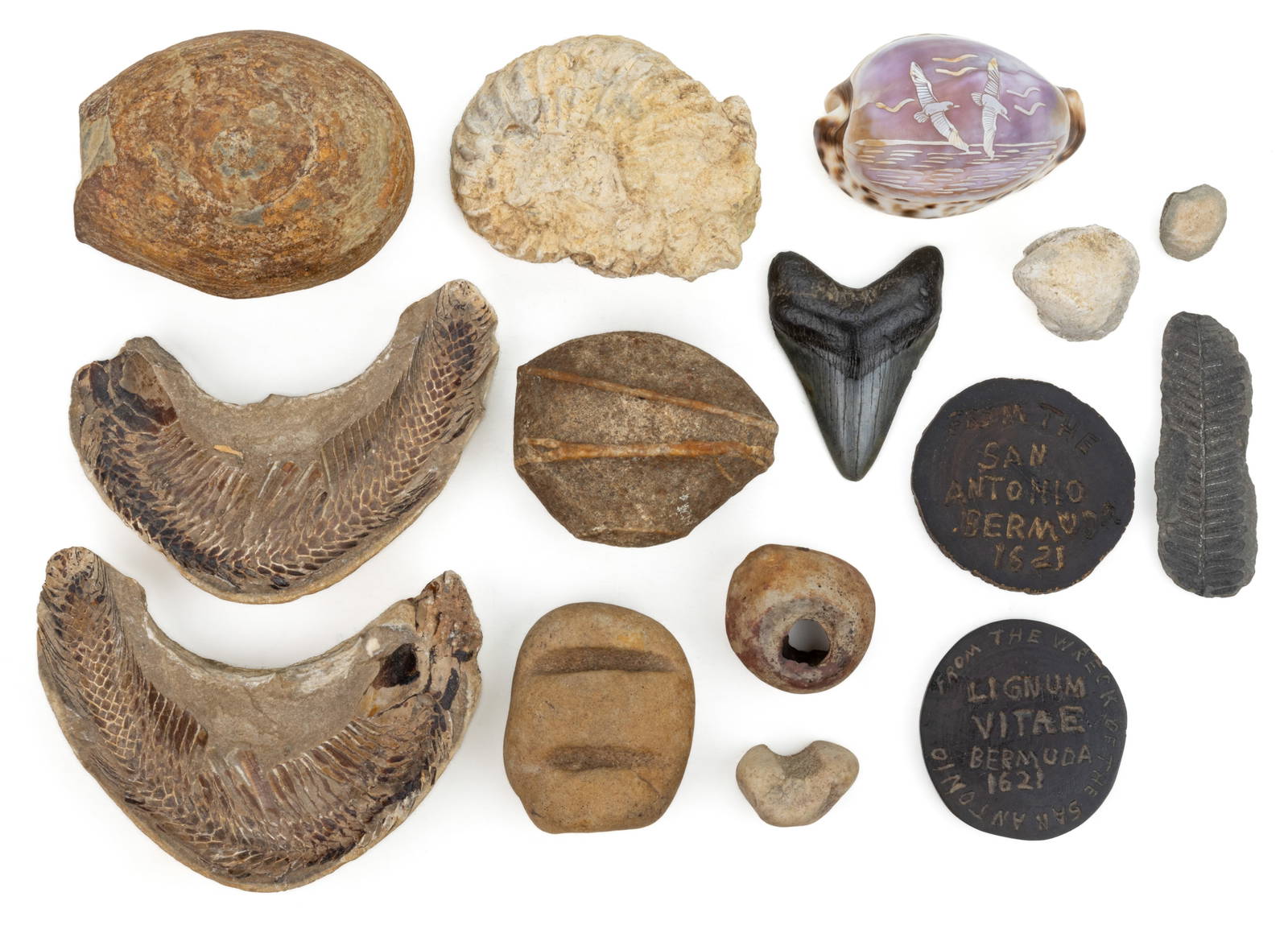 Assorted Fossils, Natural History Specimens, And Other Articles, Lot Of ...