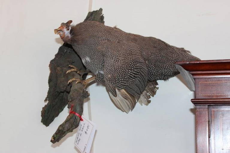 Taxidermy Scrub Turkey,