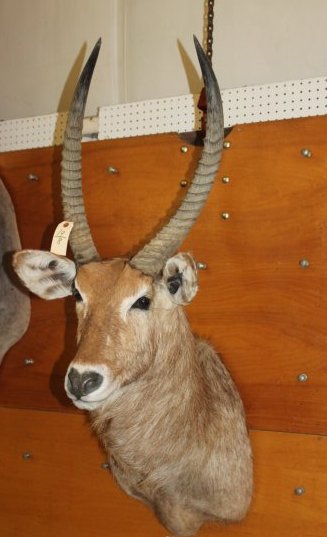Fantastic African Eland Shoulder Taxidermy Mount