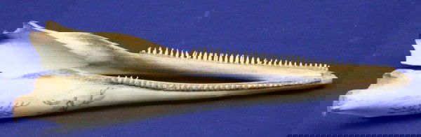 DOLPHIN LOWER JAW BONE SCRIMSHAW