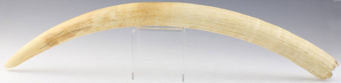 Raw Ivory Walrus Tusk Of 22 Inches