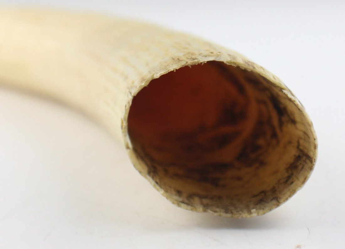RAW IVORY WALRUS TUSK OF 22 INCHES - Sep 22, 2012 | Manor Auctions in FL