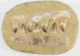 Fine marine reptile tooth - Birgeria mougeoti - Sep 14, 2022 | Jasper52 ...