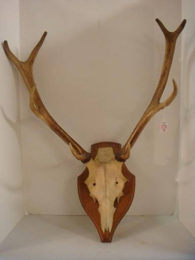 4 Point Mounted German Elk Antlers