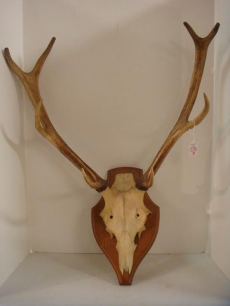 4 Point Mounted German Elk Antlers