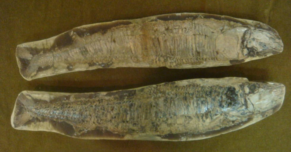 Rare Vinctifer Double Fish Fossil, 21 1/2" Long
