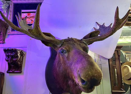 Moose Head Taxidermy Mount