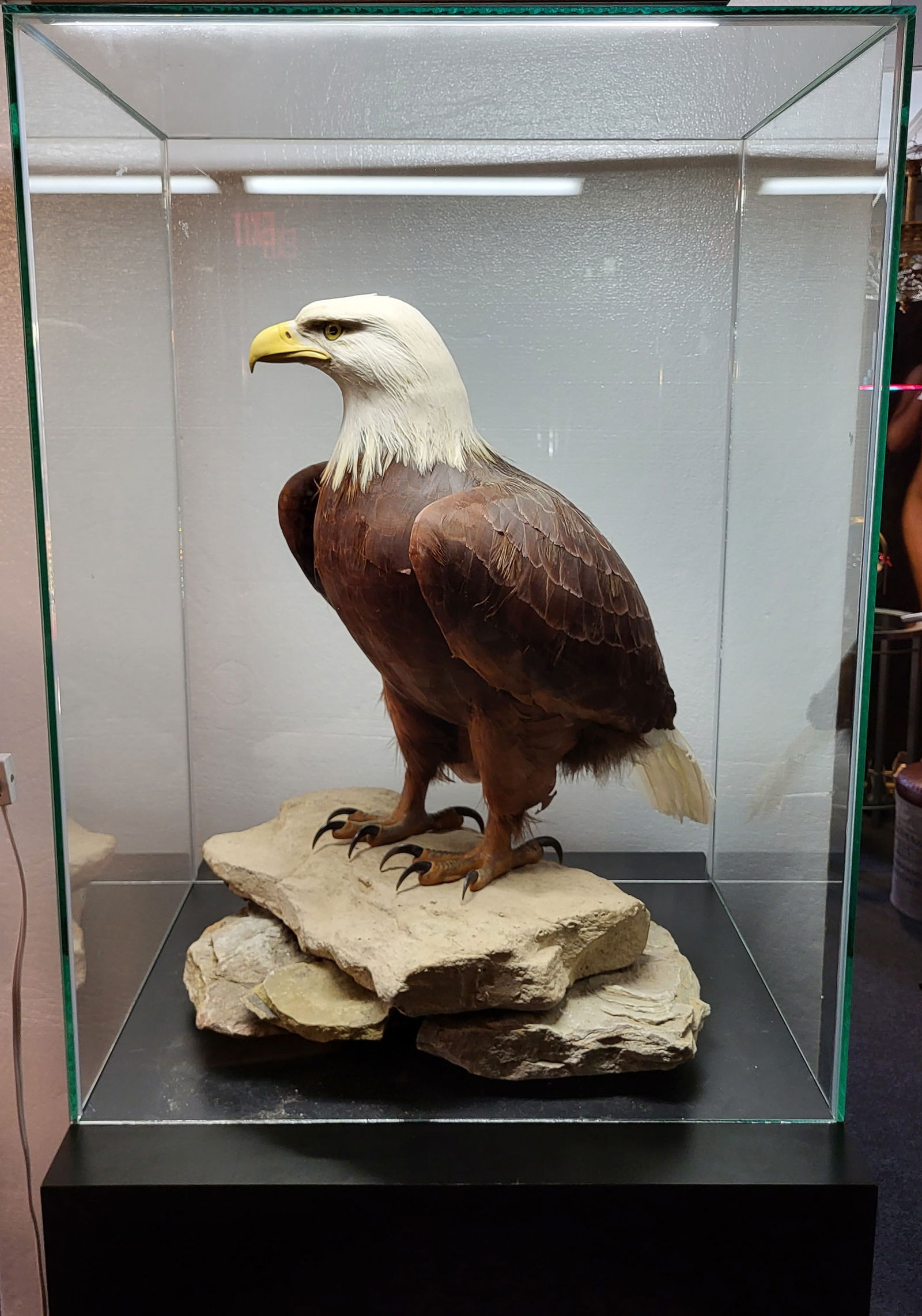 Bald Eagle Replica Auction