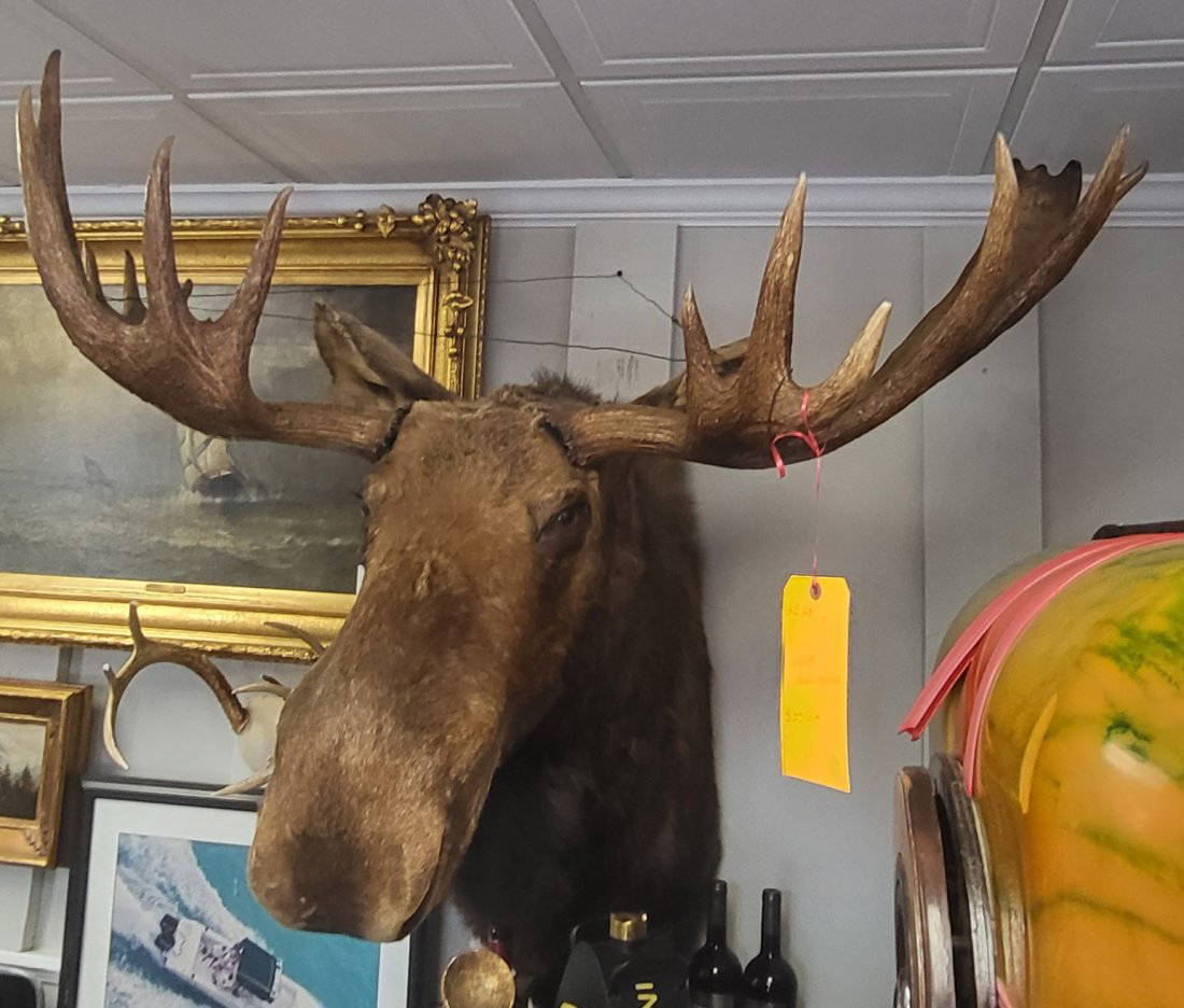 Mounted Moose Head Auction