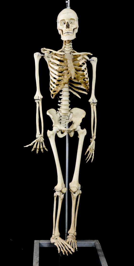 Human Medical Skeleton