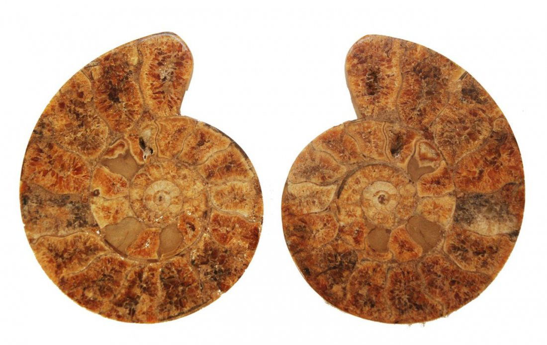 Pr 9" Sliced Madagascan Jurassic Ammonite Shells