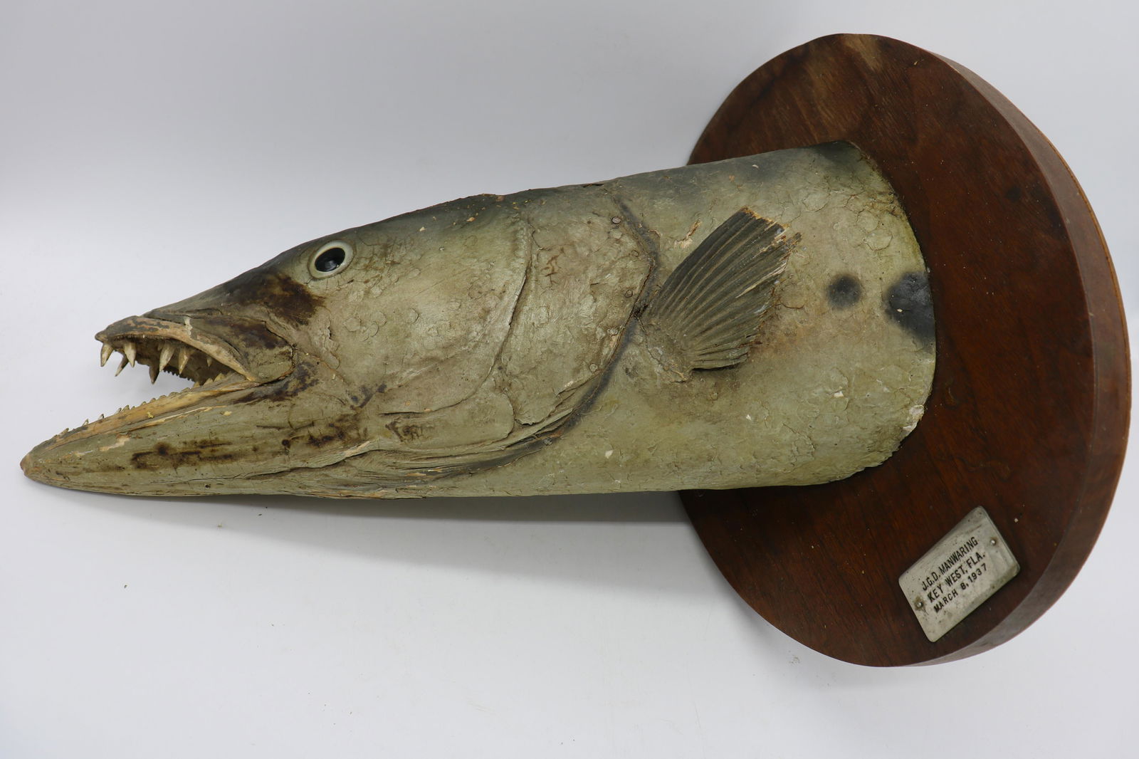Antique Fish Taxidermy Pike head 1930's - Nov 10, 2019 | Denise Ryan ...