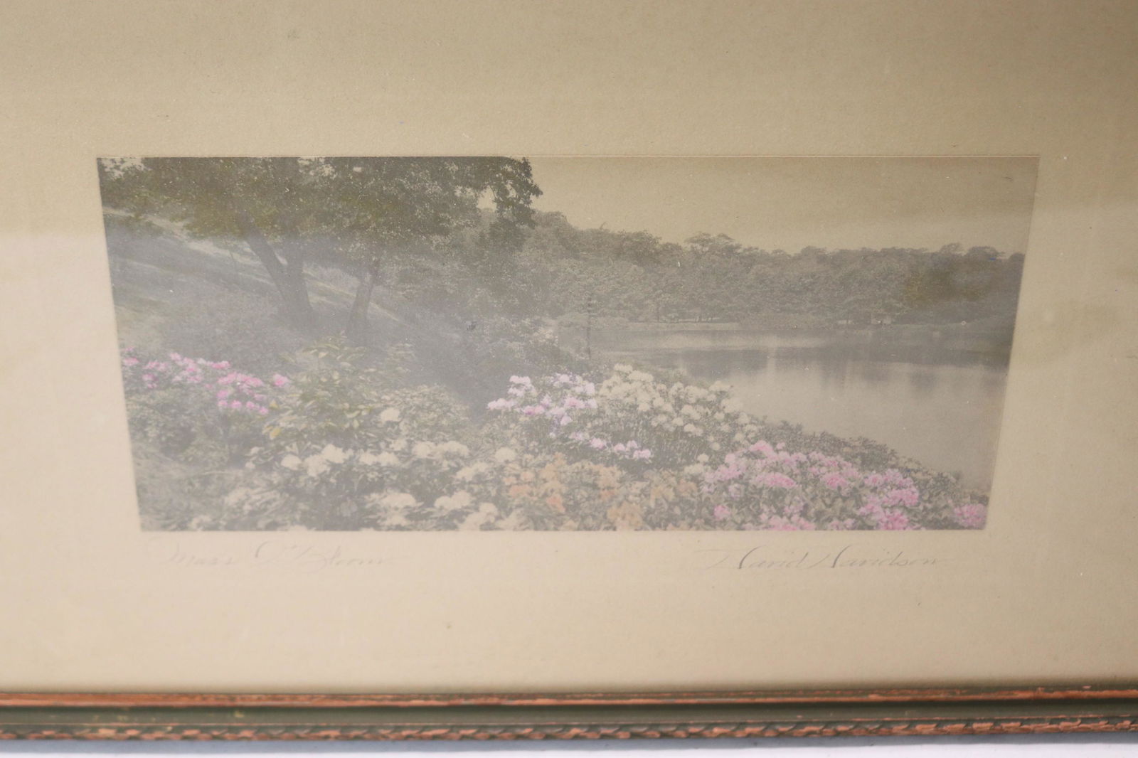 David Davidson 1881 1967, Hand Colored Photo Pencil Signed, Mass O'bloom