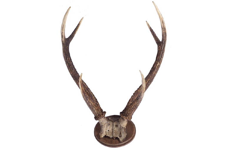 Two Pairs Of Deer Antlers