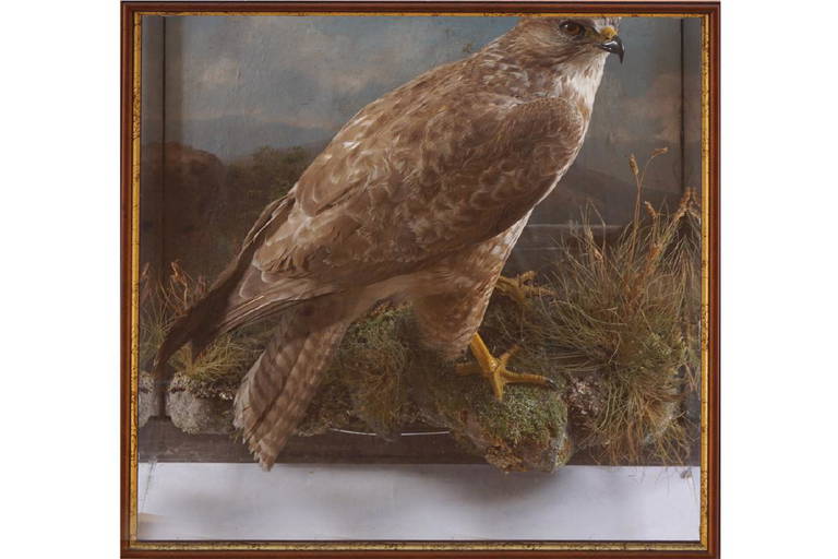 Taxidermy;cased Stuffed Hawk