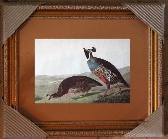 Audubon "valley Quail" 1937 Lithograph