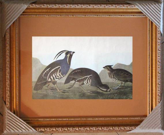Audubon "two Quail" 1937 Lithograph