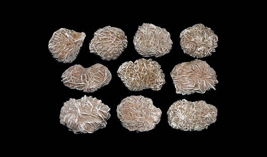 Large Gypsum Desert Rose Collection