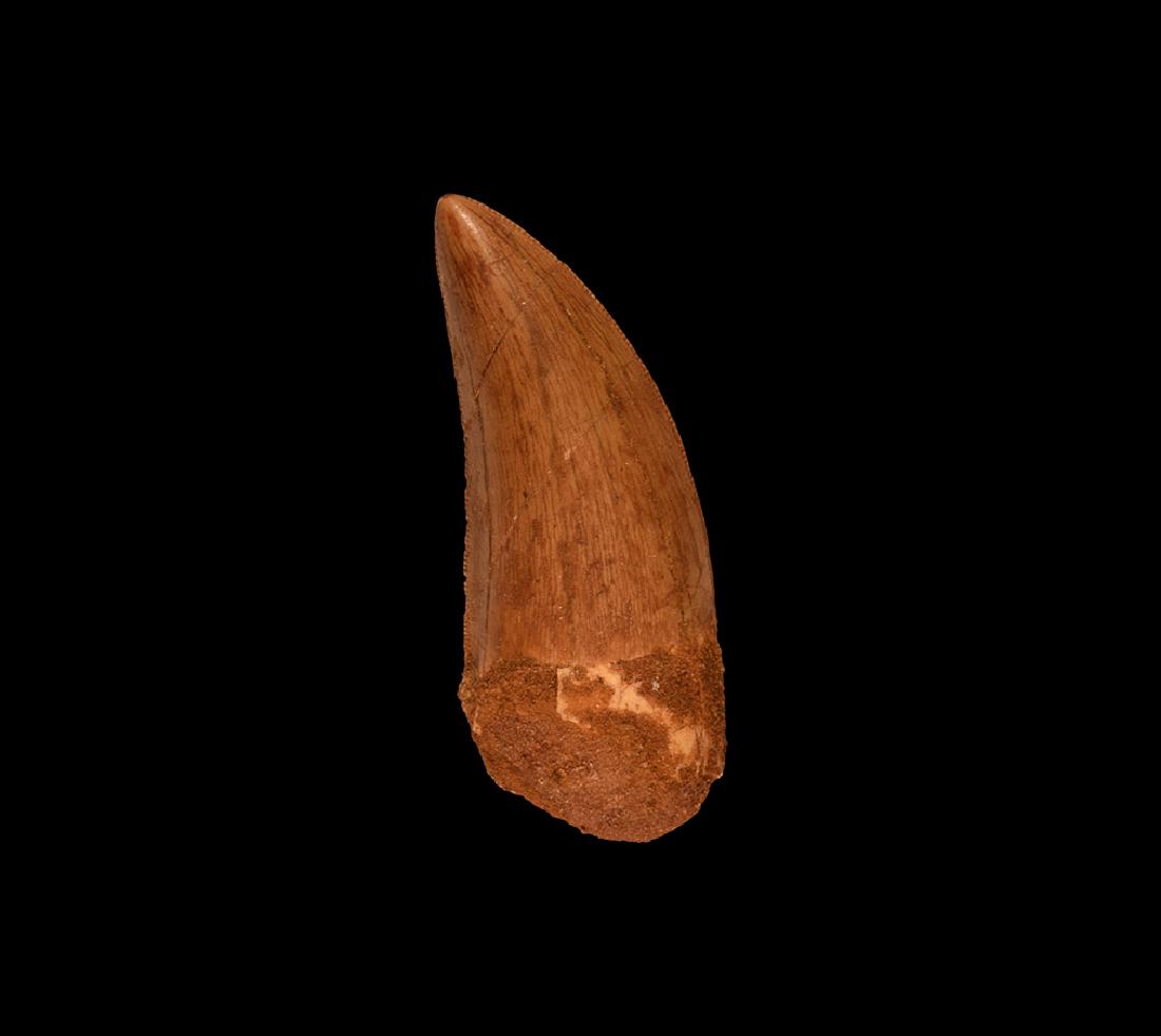 Bahariasaurus Fossil Dinosaur Tooth