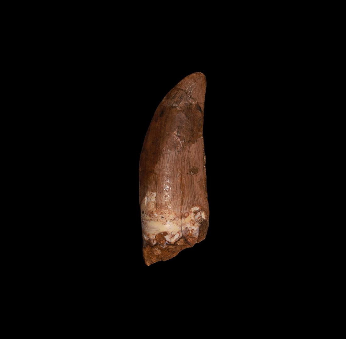Bahariasaurus Dinosaur Fossil Tooth