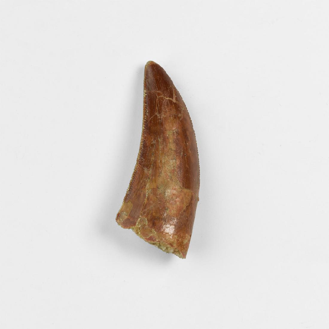 Fossil Bahariasaurus Ingens Dinosaur Tooth