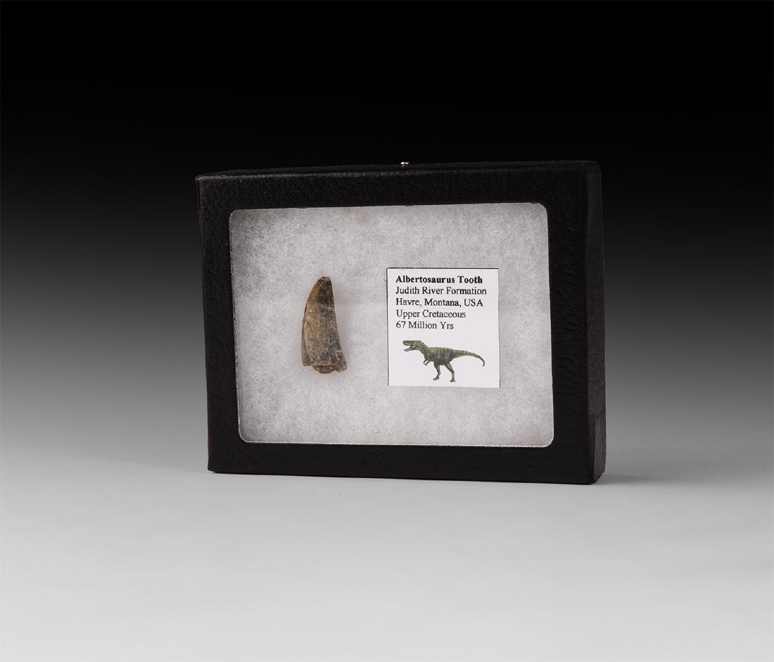 Fossil Albertosaurus Dinosaur Tooth