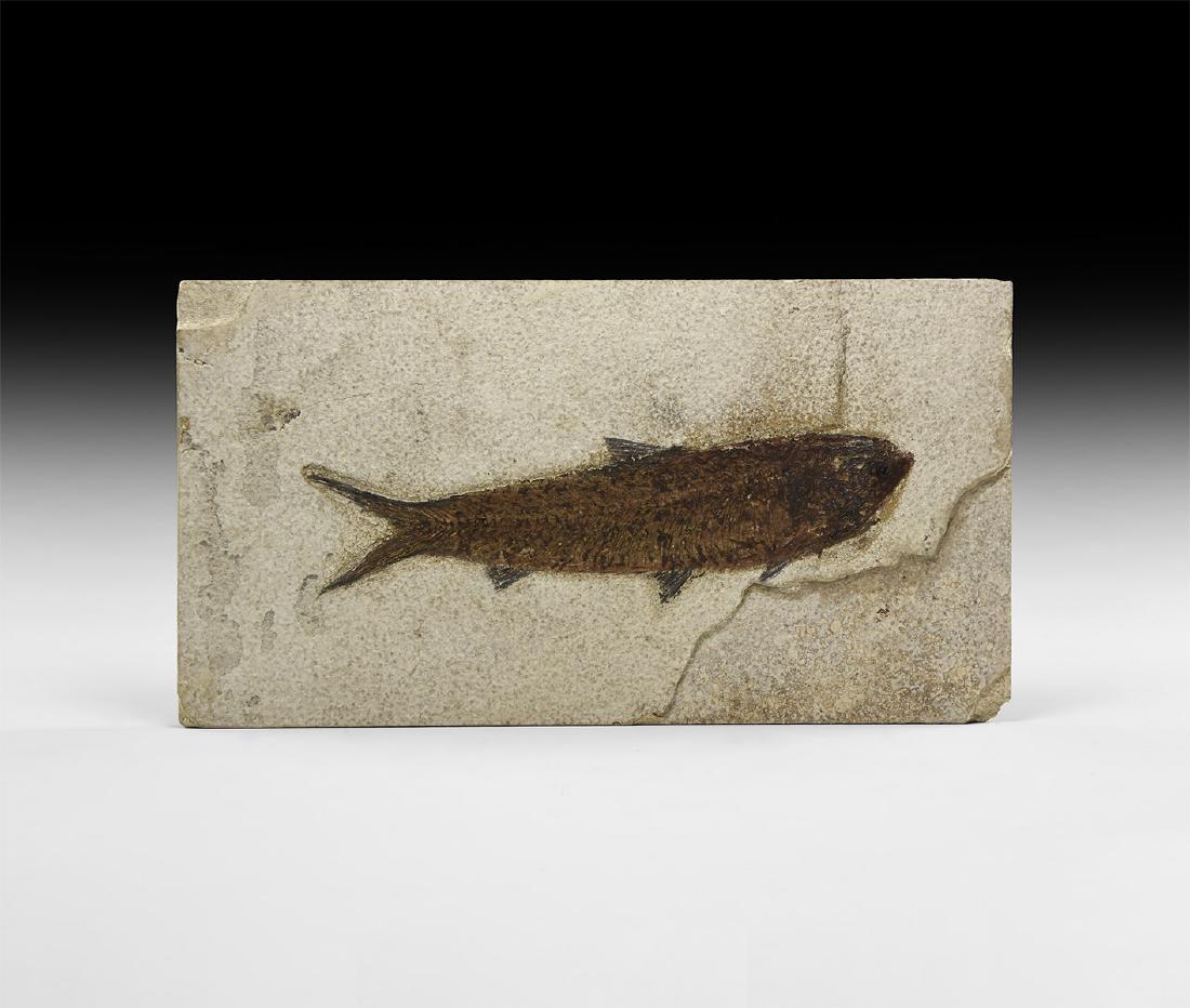 Natural History - Amphiplaga Fossil Fish