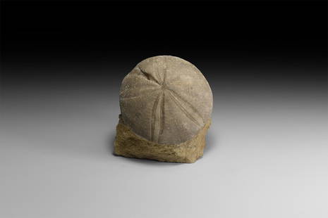 Beautiful 160 Million Year Old Fossil Dragonfly