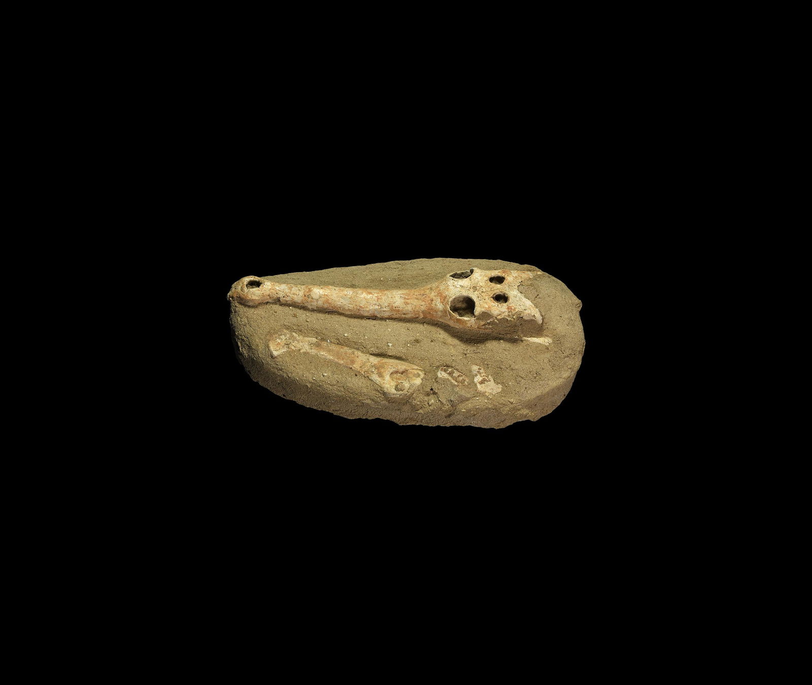 Natural History - Fossil Crocodile Upper Skull - Feb 25, 2020 ...