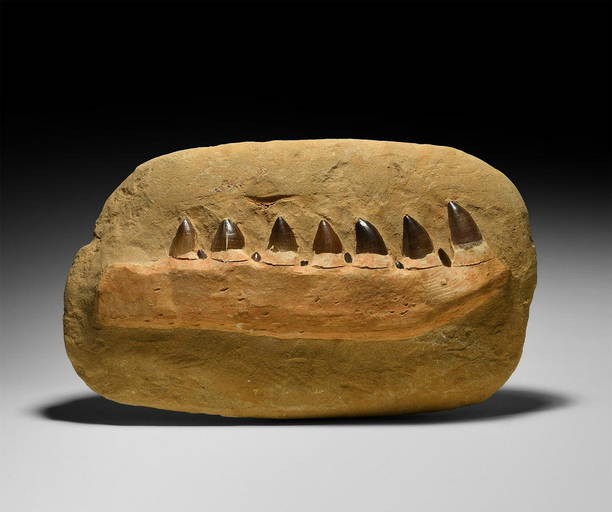 Mosasaur Teeth In Composite Jaw And Matrix