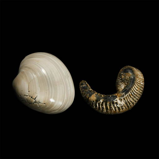 Fossil 'alien' Rastellum And Clam Bivalve Group