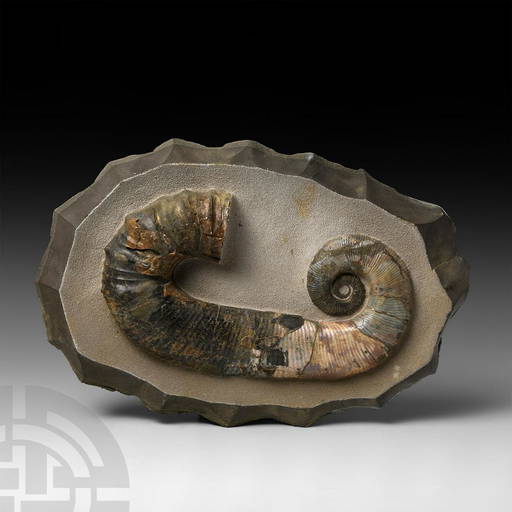Russian Uncoiled Opalescent Heteromorph Fossil Ammonite