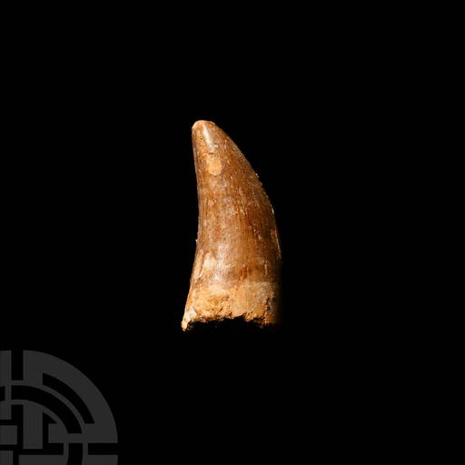 Bahariasaurus Dinosaur Fossil Tooth (#6387) on May 27, 2022 | TimeLine ...