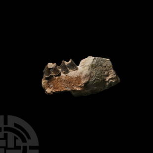 Two Large Lower Jaw & Teeth Models