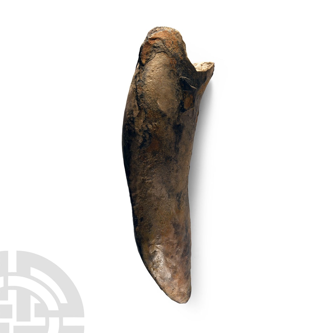 Natural History - Fossil Smilodon Tooth Auction
