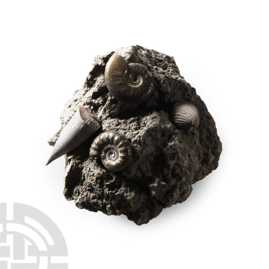 Natural History - Oxynotum Zone Fossil Cluster Auction