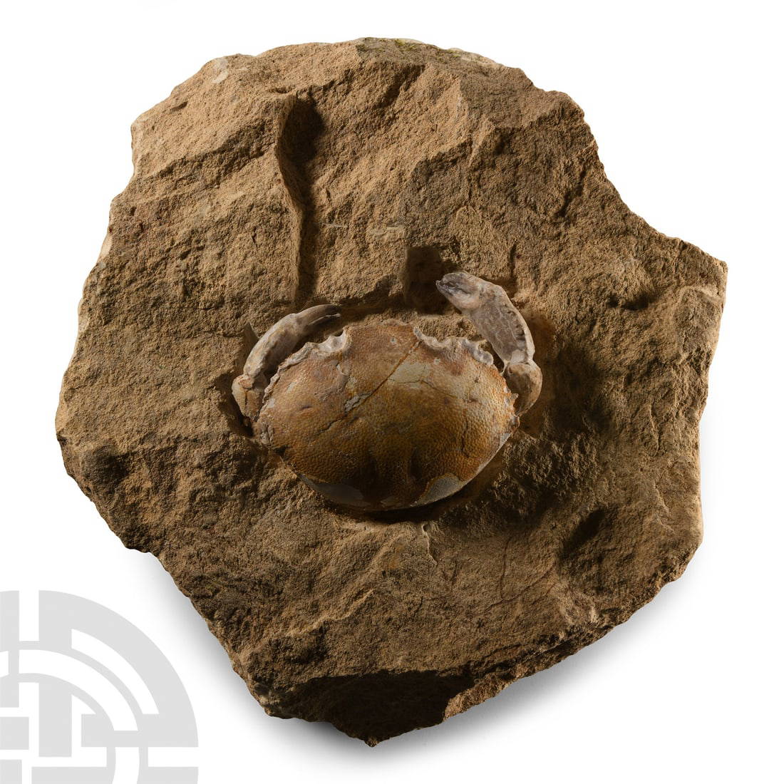 Natural History - Fossil Crab Auction