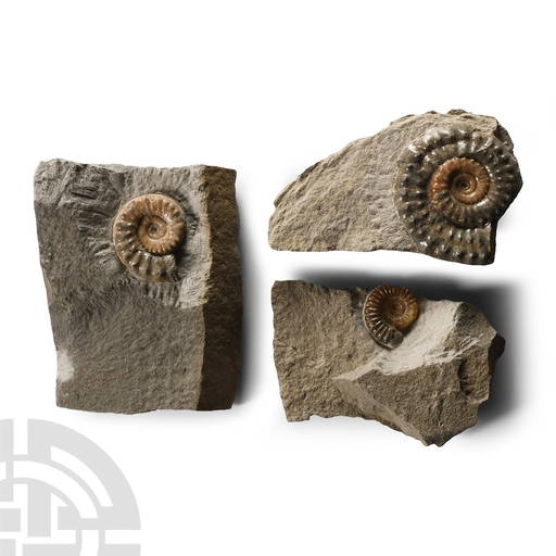 Natural History British Microderoceras Fossil Ammonite Group