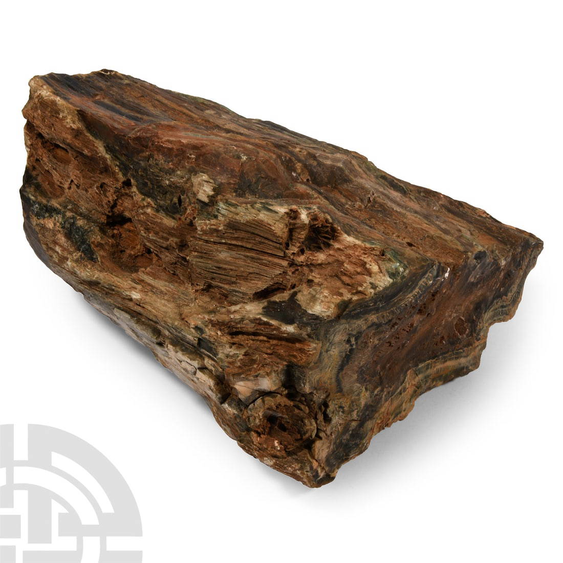 Natural History - Huge Petrified Fossil Tree Trunk Section Auction