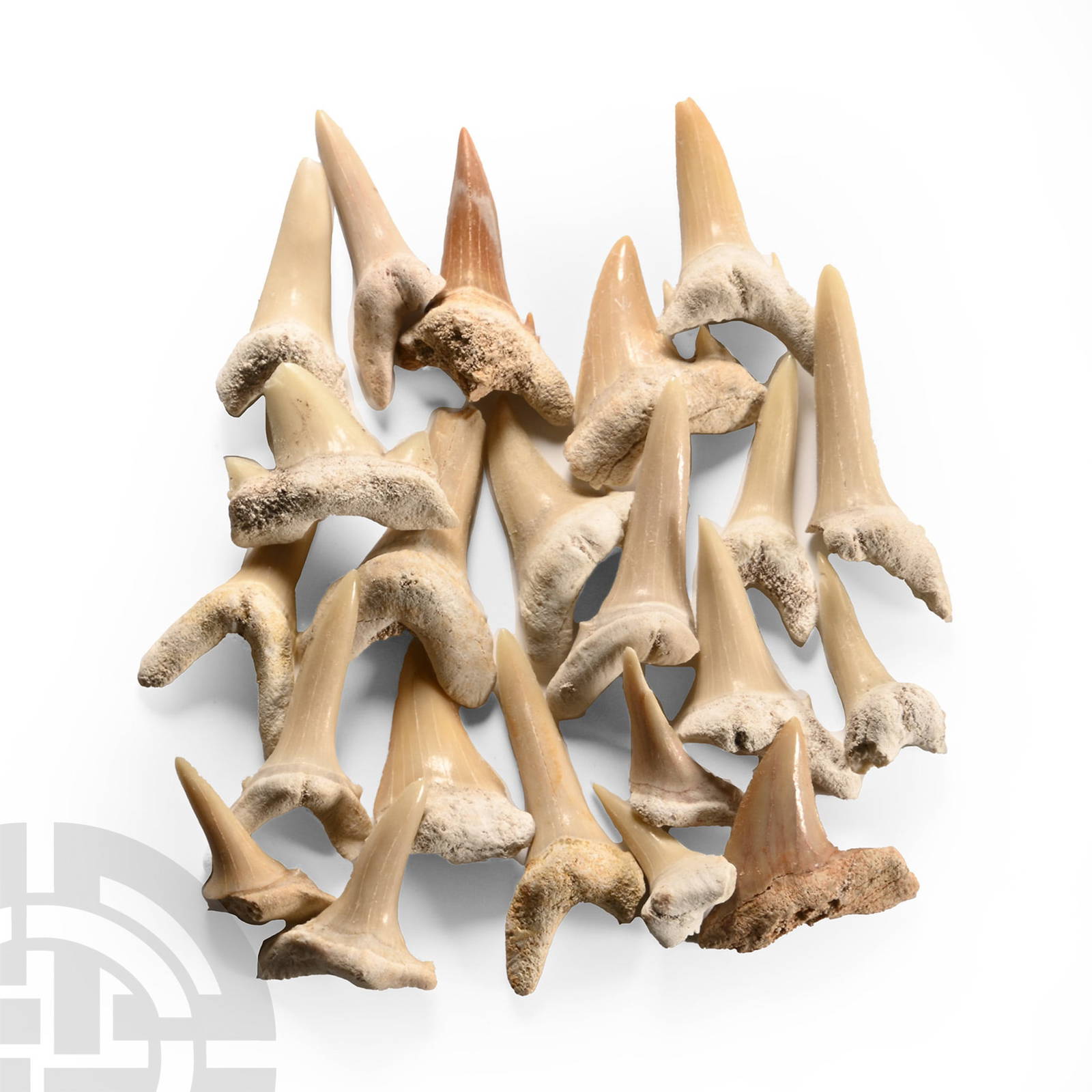 Natural History - Fossil Sand Shark Teeth Group Auction