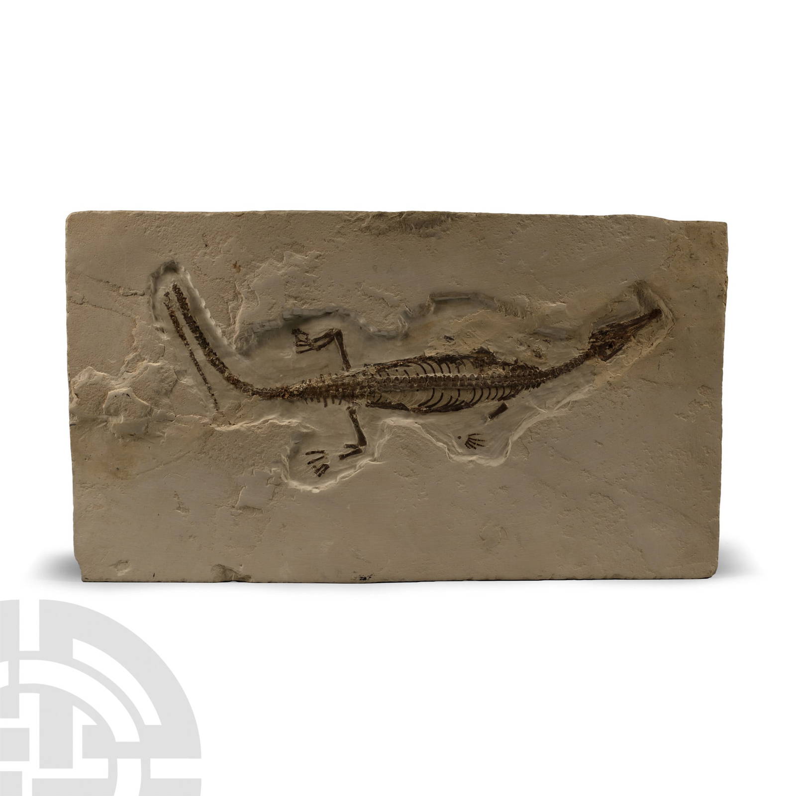 Mesosaurus Fossil Reptile Skeleton Auction