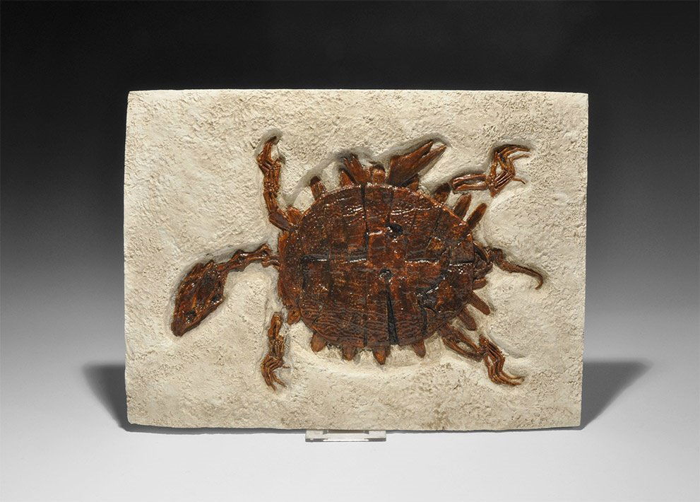 Natural History Green River Turtle Museum Replica