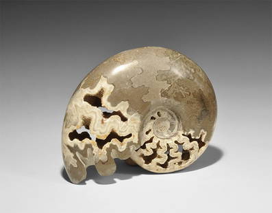 Natural History Large Polished Ammonite