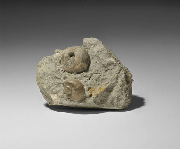 Natural History Fossil Gastropod And Cystoid Group