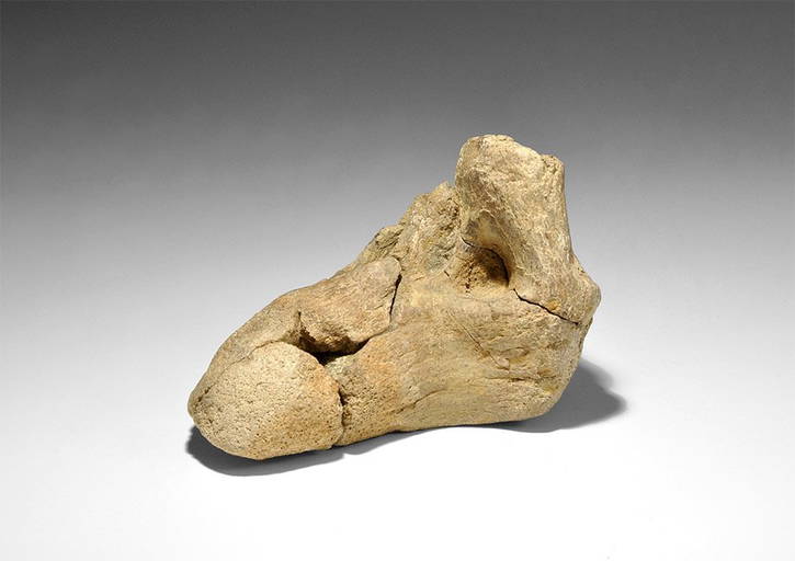 Natural History Triceratops Dinosaur Bone