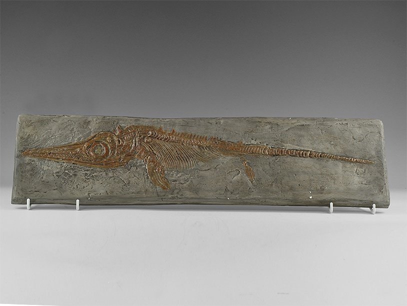 Natural History - Ichthyosaur Museum Replica