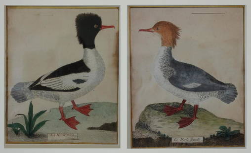 Francois Nicolas Martinet (1731 1800) Antique Bird Print Lizard Cuckoo